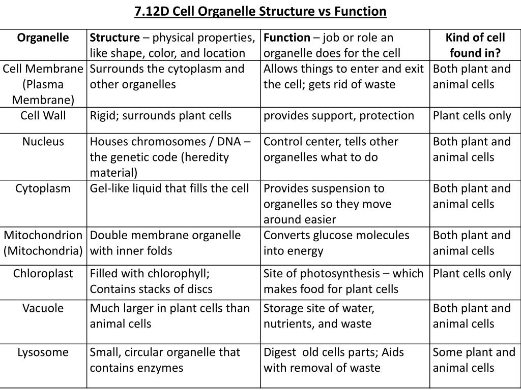 PPT - 7.12D Cell Organelle Structure vs Function PowerPoint ...