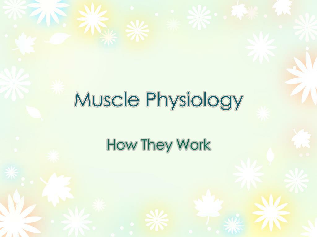 PPT - Muscle Physiology PowerPoint Presentation, free download - ID:2506812