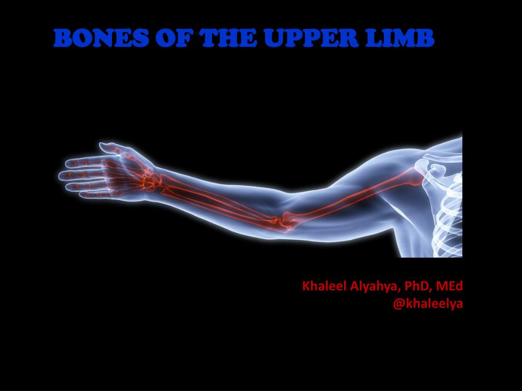 PPT - BONES OF THE UPPER LIMB PowerPoint Presentation, free download ...