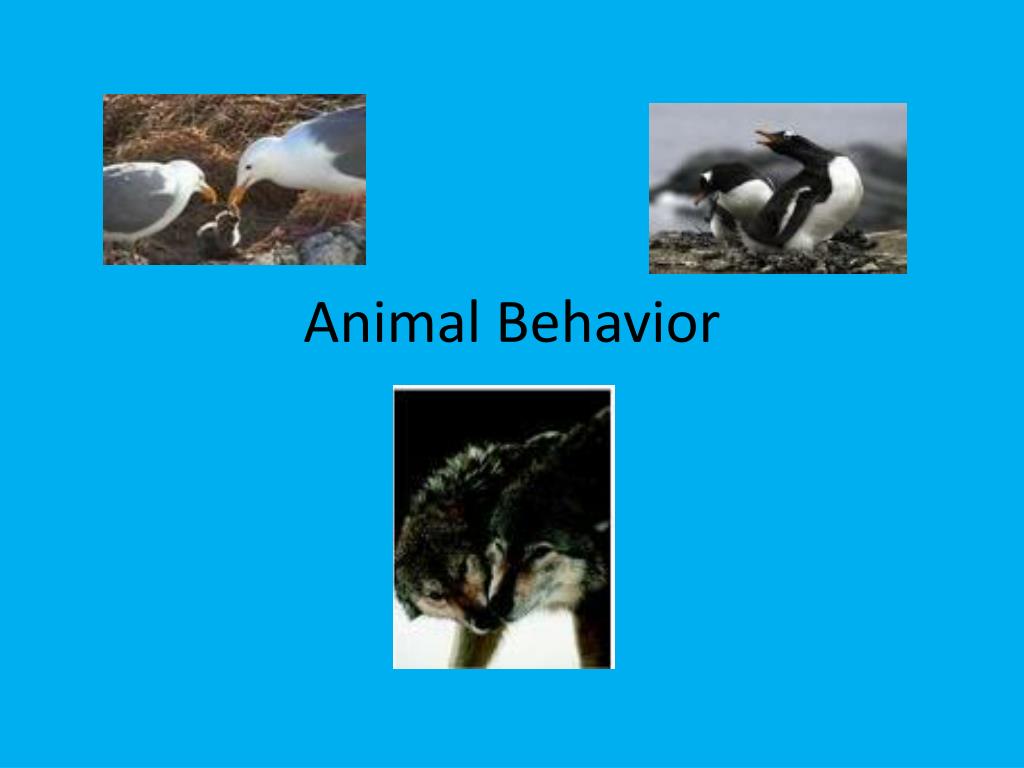 PPT - Animal Behavior PowerPoint Presentation, free download - ID:2510107