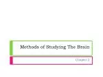 PPT - Methods of Studying The Nervous System PowerPoint Presentation ...