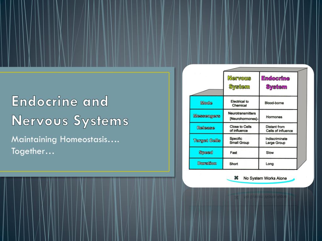 PPT - Endocrine and Nervous Systems PowerPoint Presentation, free ...