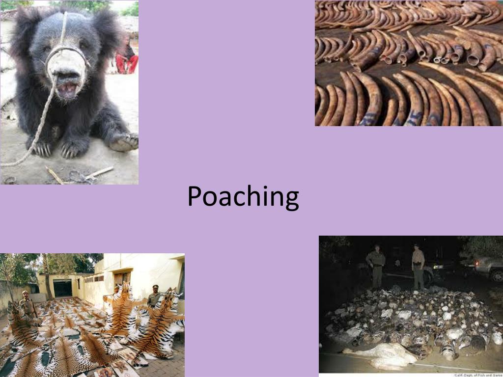 PPT - Poaching PowerPoint Presentation, free download - ID:2514464