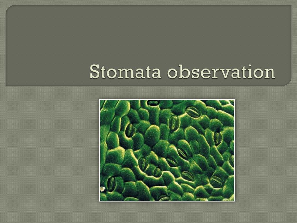 PPT - Stomata observation PowerPoint Presentation, free download - ID ...