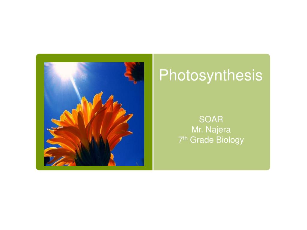 PPT - Photosynthesis PowerPoint Presentation, free download - ID:2516484