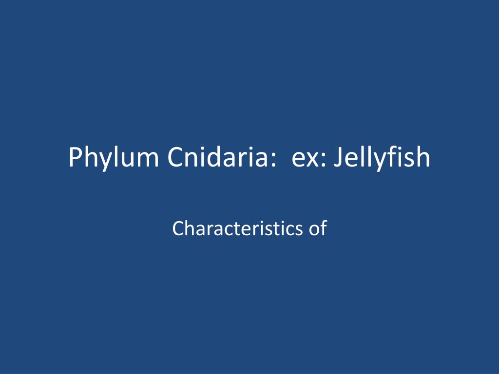 PPT - Phylum Cnidaria : ex: Jellyfish PowerPoint Presentation, free ...
