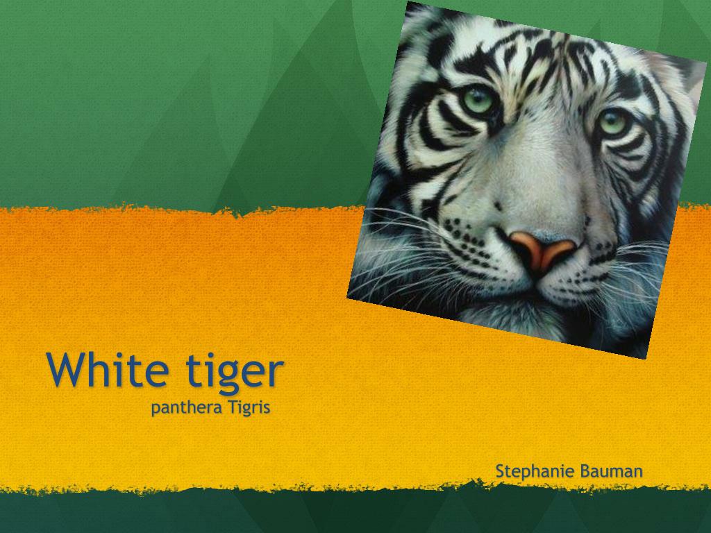 PPT - White tiger PowerPoint Presentation, free download - ID:2518472