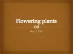 PPT - MORPHOLOGY OF FLOWERING PLANTS PowerPoint Presentation, free ...