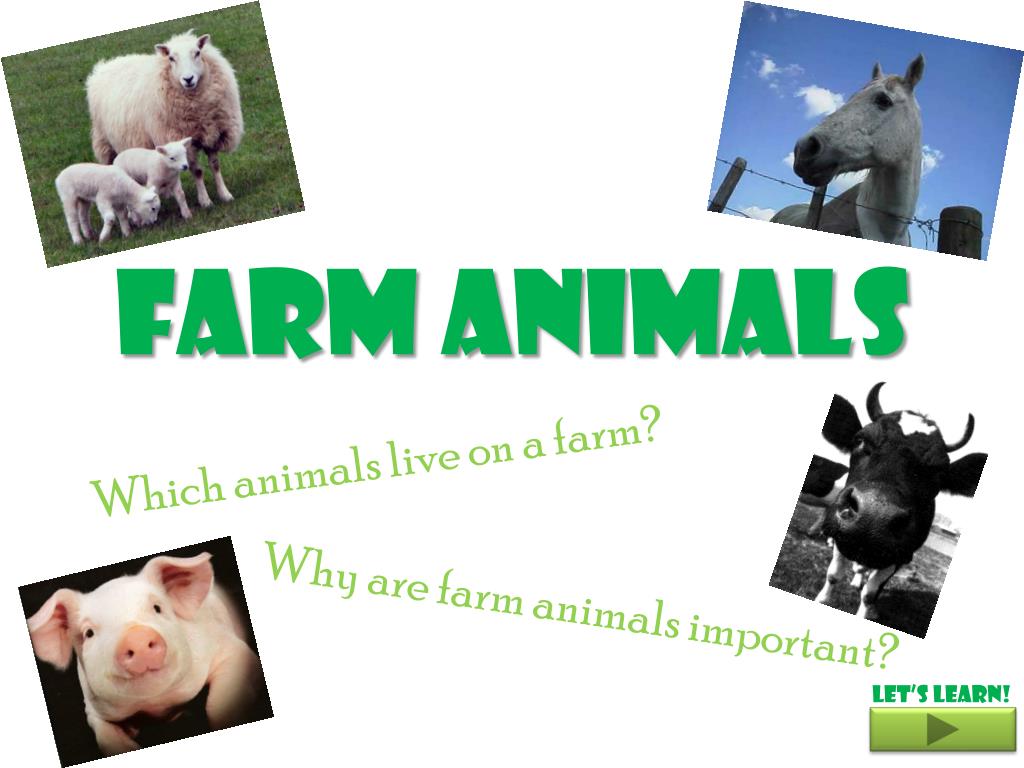 PPT - Farm Animals PowerPoint Presentation, free download - ID:2519901