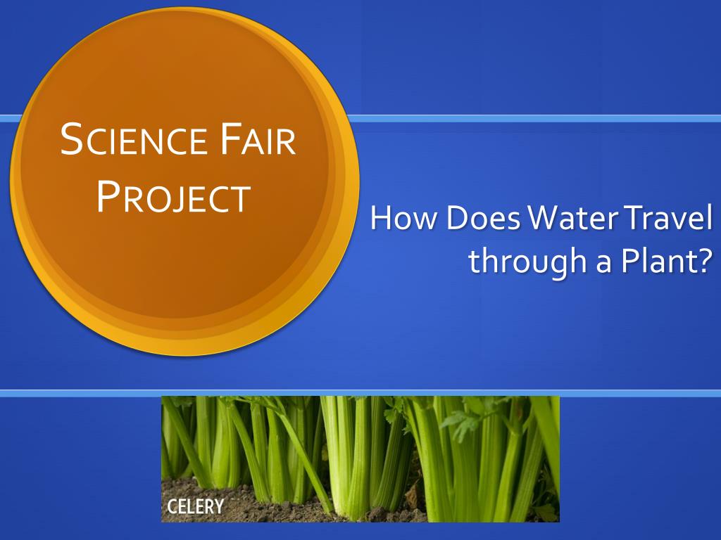PPT - How Does Water Travel through a Plant? PowerPoint Presentation ...