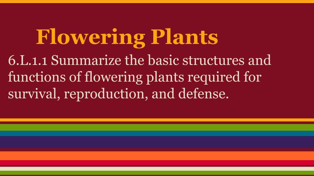 PPT - Flowering Plants PowerPoint Presentation, free download - ID:2520144