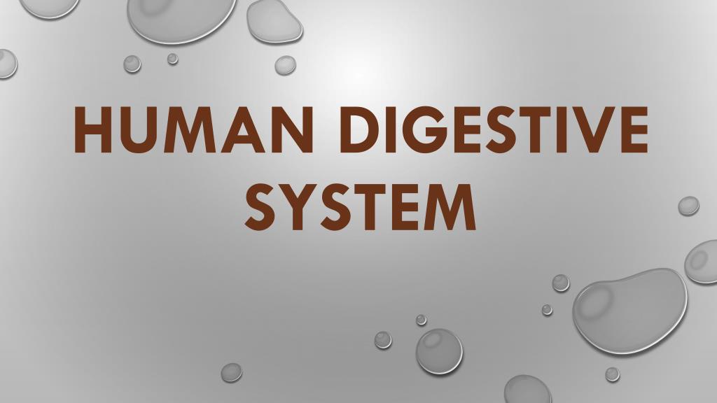 PPT - Human digestive system PowerPoint Presentation, free download ...