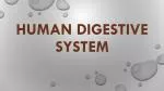 PPT - Human Digestive System PowerPoint Presentation, free download ...