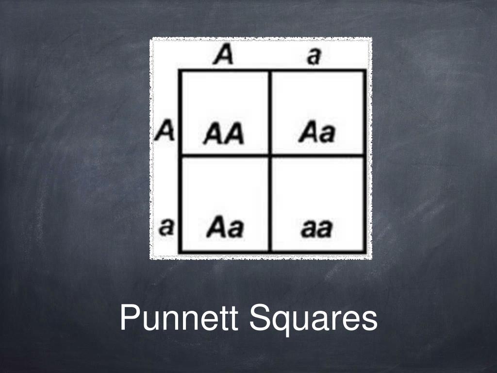 PPT - Punnett Squares PowerPoint Presentation, free download - ID:2521238