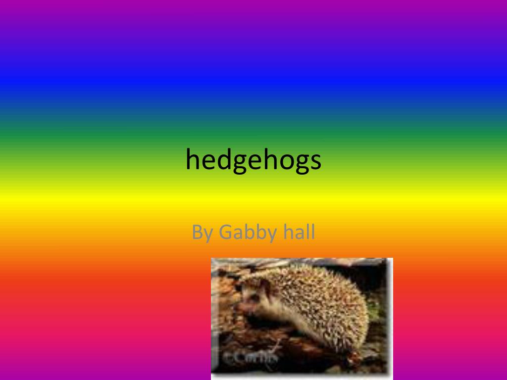 PPT - hedgehogs PowerPoint Presentation, free download - ID:2521853