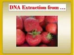 PPT - DNA Extraction from Strawberries PowerPoint Presentation, free ...