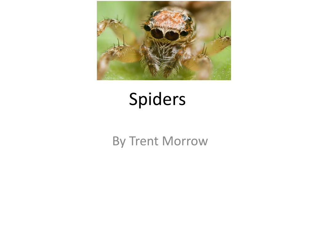 PPT - Spiders PowerPoint Presentation, free download - ID:2524600