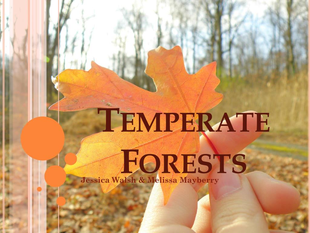 PPT - Temperate Forests PowerPoint Presentation, free download - ID:2528334
