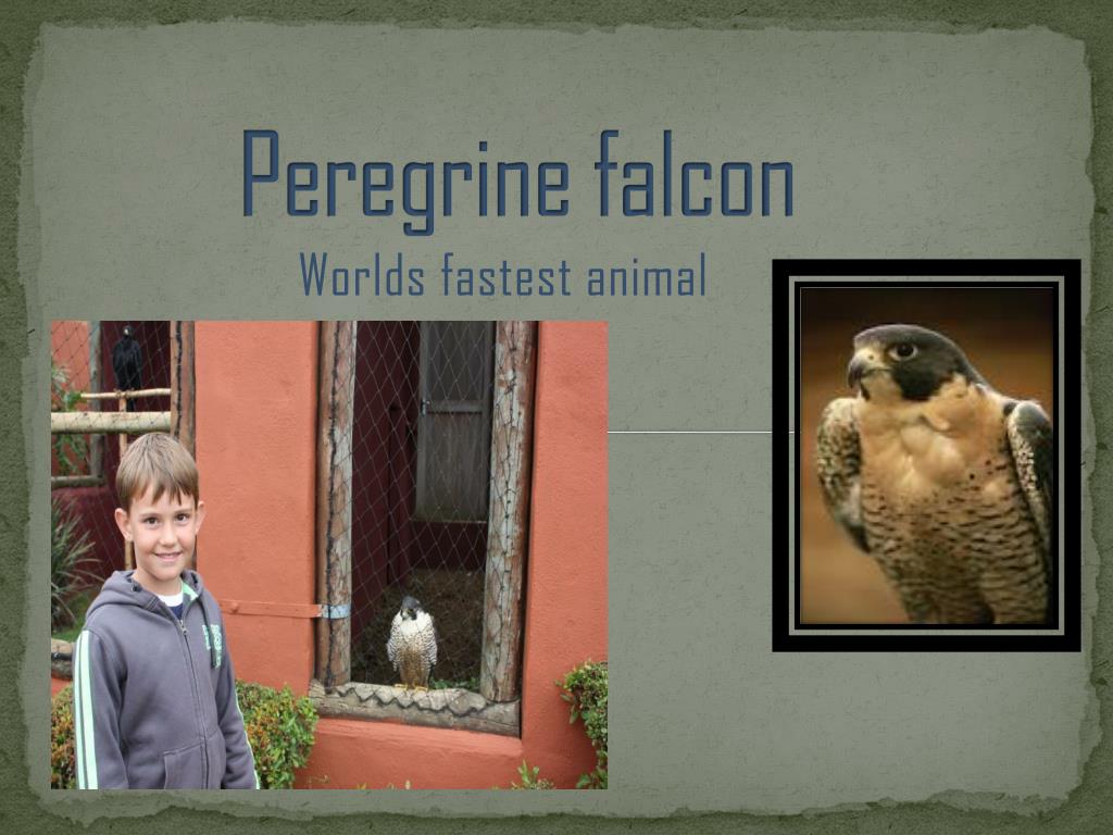 PPT - Peregrine falcon PowerPoint Presentation, free download - ID:2528463