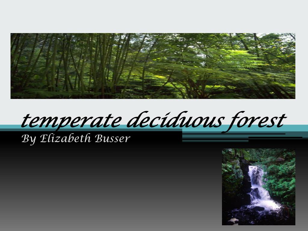PPT - temperate deciduous forest PowerPoint Presentation, free download - ID:2530902