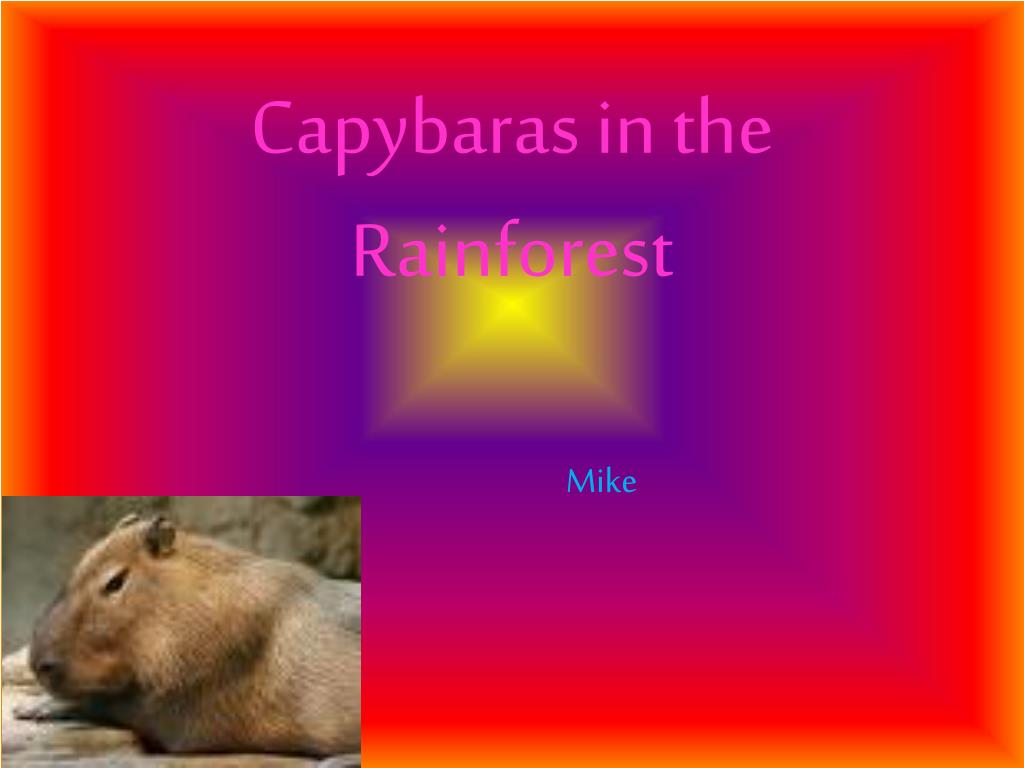 PPT - Capybaras in the Rainforest PowerPoint Presentation, free ...