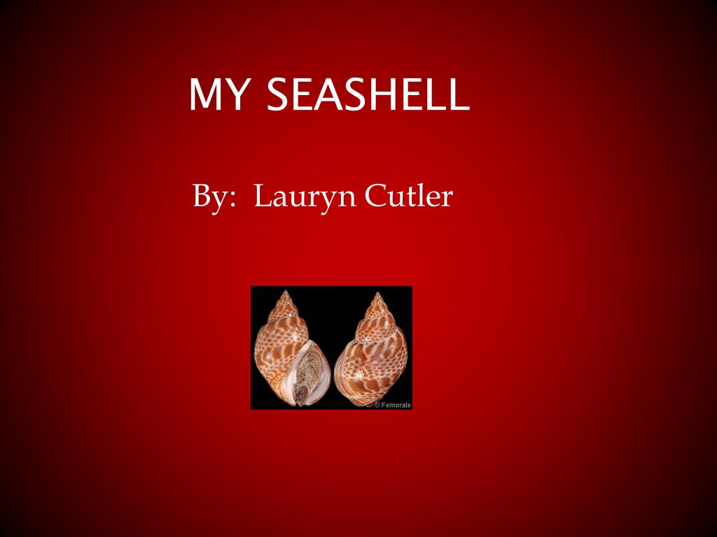 PPT - MY SEASHELL PowerPoint Presentation, free download - ID:2533870