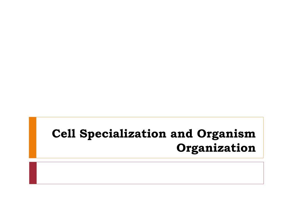 PPT - Cell Specialization and Organism Organization PowerPoint ...