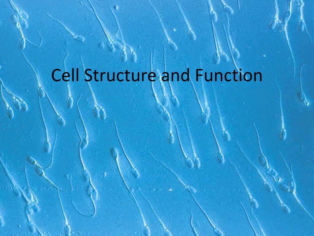 PPT - Exploring Cell Structure and Function: Fundamental Building ...
