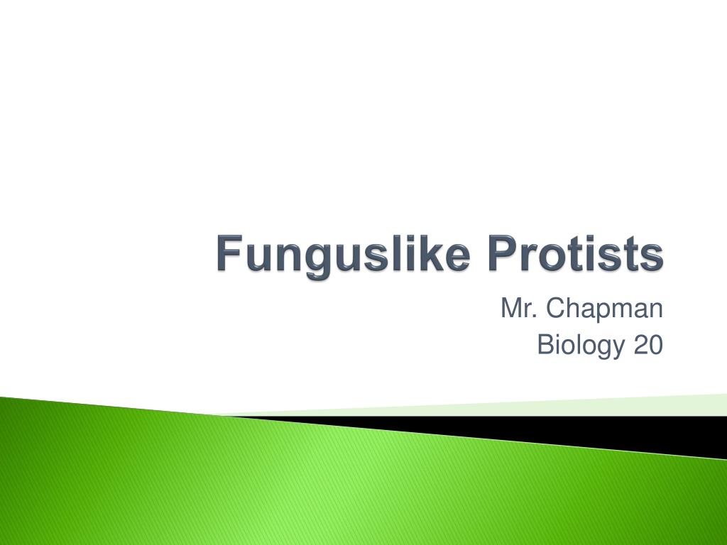 PPT - Funguslike Protists PowerPoint Presentation, free download - ID ...