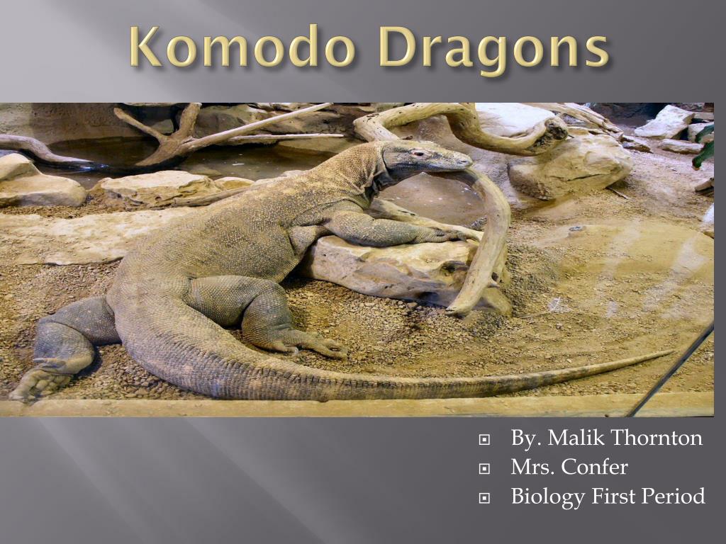 PPT - Komodo Dragons PowerPoint Presentation, free download - ID:2536353