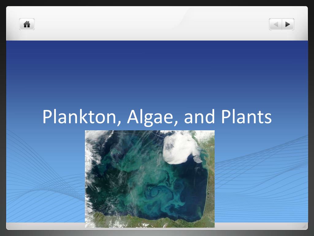 PPT - Plankton, Algae, and Plants PowerPoint Presentation, free ...