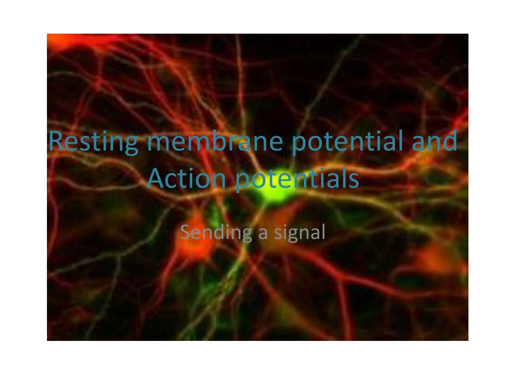 PPT - Resting membrane potential and Action potentials PowerPoint ...