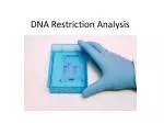 PPT - Restriction Digestion and Analysis of Lambda DNA Kit PowerPoint ...