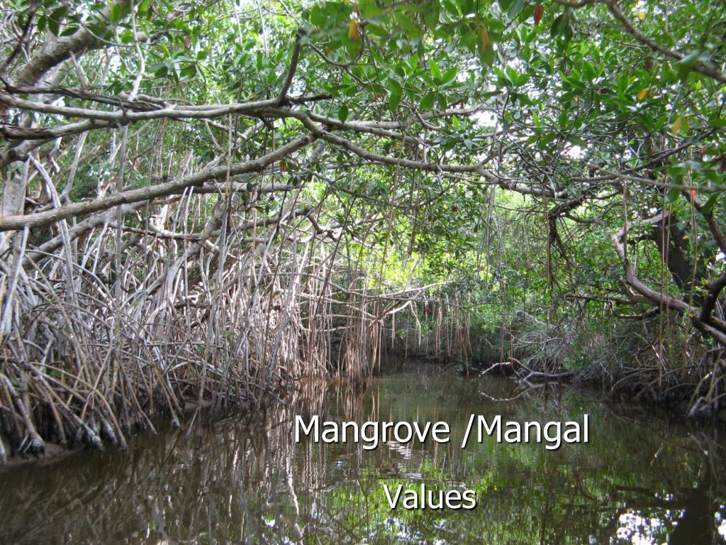PPT - Mangrove /Mangal PowerPoint Presentation, free download - ID:2570188