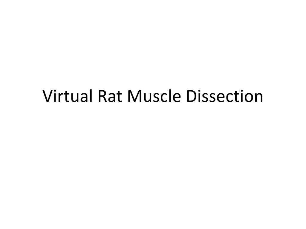 PPT - Virtual Rat Muscle Dissection PowerPoint Presentation, free ...