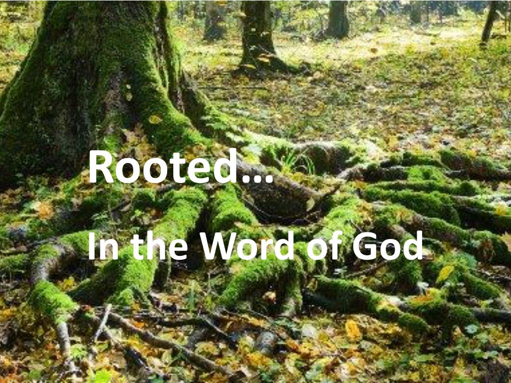PPT - Rooted… PowerPoint Presentation, free download - ID:2571403
