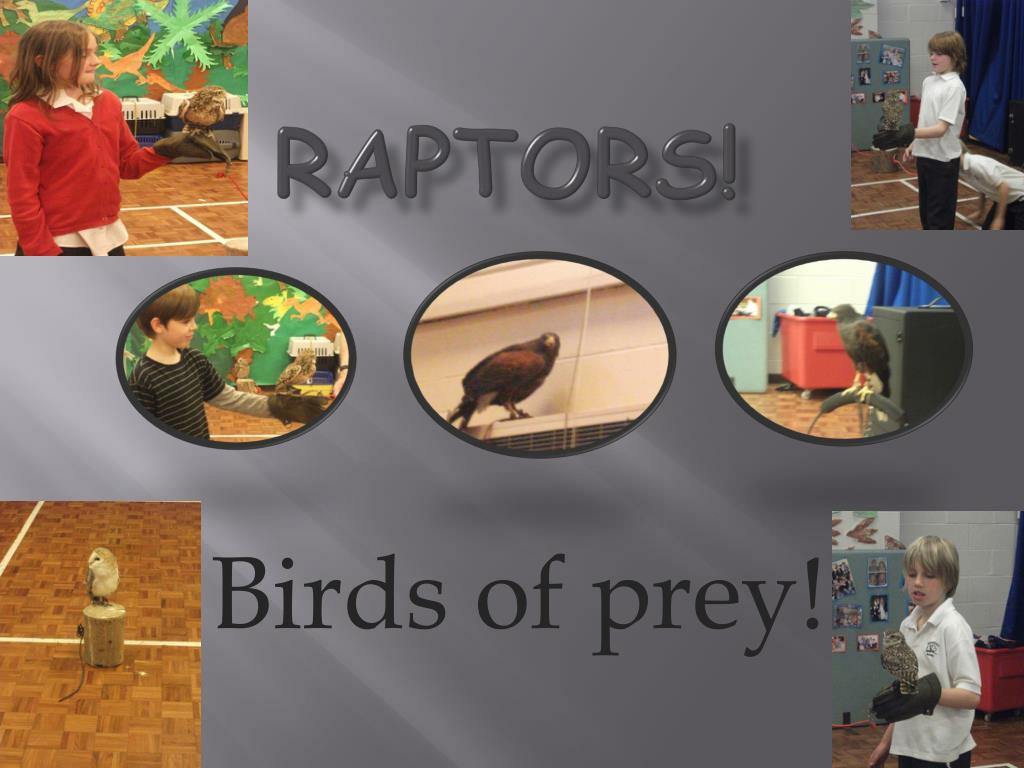 PPT - Raptors! PowerPoint Presentation, free download - ID:2571431