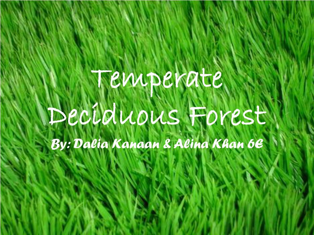 PPT - Temperate Deciduous Forest PowerPoint Presentation, free download ...