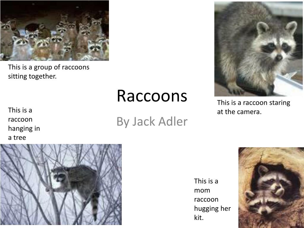 PPT - Raccoons PowerPoint Presentation, free download - ID:2575354