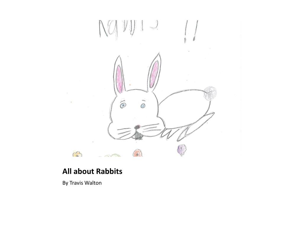 PPT - All about Rabbits PowerPoint Presentation, free download - ID:2575434