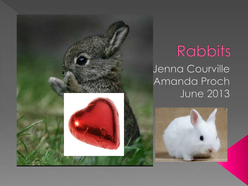 PPT - Rabbits PowerPoint Presentation, free download - ID:2575436