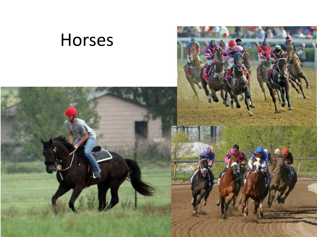 PPT - Horses PowerPoint Presentation, free download - ID:2575453