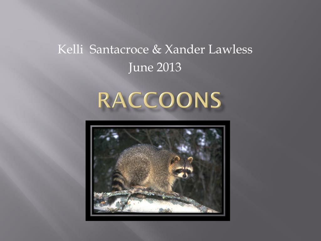 PPT - Raccoons PowerPoint Presentation, free download - ID:2575645