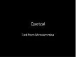 PPT - Vocabulario de Quetzal no muere nunca PowerPoint Presentation ...