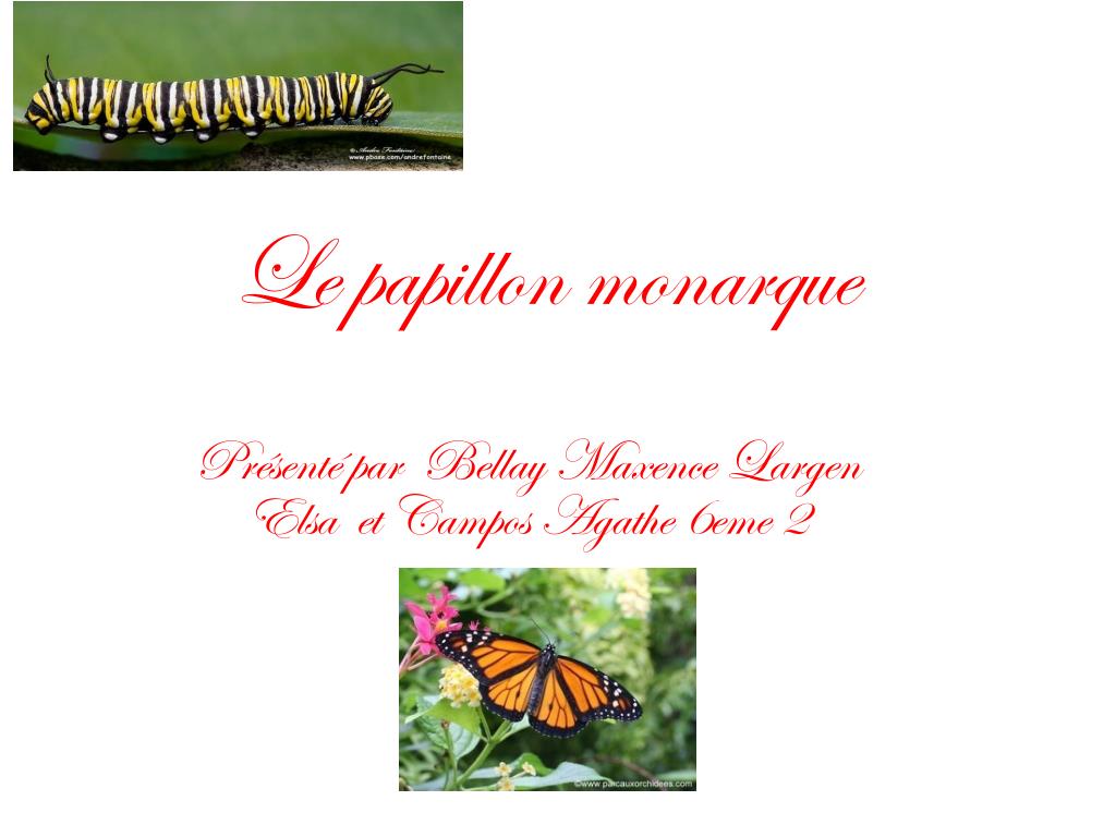 PPT - Le papillon monarque PowerPoint Presentation, free download - ID ...