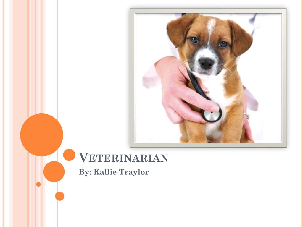PPT - Veterinarian PowerPoint Presentation, free download - ID:2583525