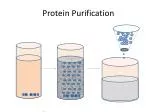 PPT - Techniques of Protein Purification PowerPoint Presentation, free ...