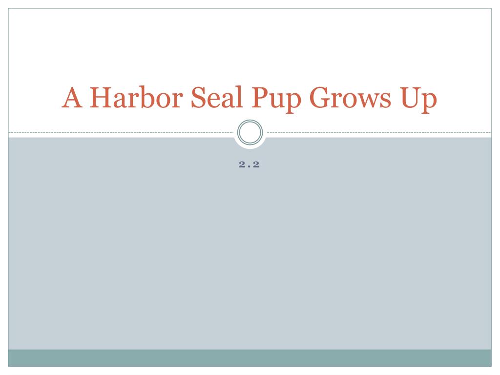 PPT - A Harbor Seal Pup Grows Up PowerPoint Presentation, free download ...