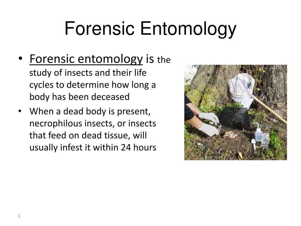 PPT - Forensic Entomology PowerPoint Presentation, free download - ID ...
