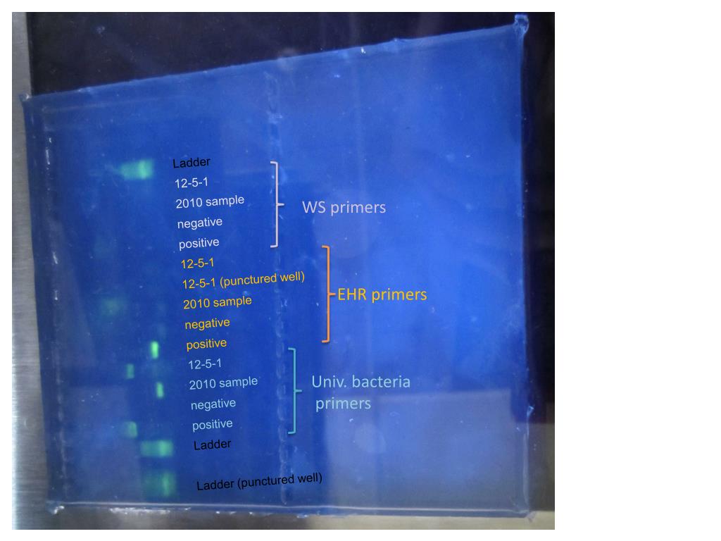 PPT - Ladder 12-5-1 2010 sample negative positive 12-5-1 12-5-1 ...